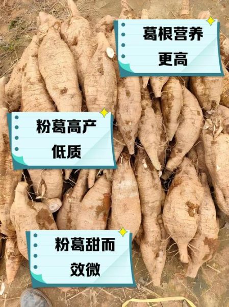 粉葛图片长什么样_粉葛和葛根的区别-第2张图片-山城妙识