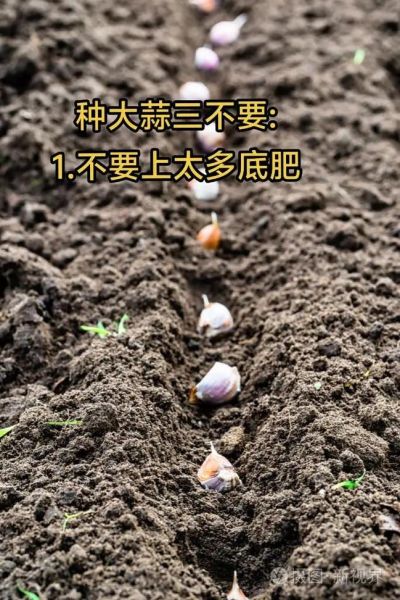 大蒜怎么播种_大蒜播种时间和方法-第3张图片-山城妙识 大蒜怎么播种_大蒜播种时间和方法-第3张图片-山城妙识