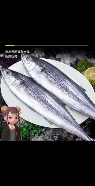 蓝点马鲛鱼多少钱一斤_蓝点马鲛鱼价格行情-第1张图片-山城妙识 蓝点马鲛鱼多少钱一斤_蓝点马鲛鱼价格行情-第1张图片-山城妙识