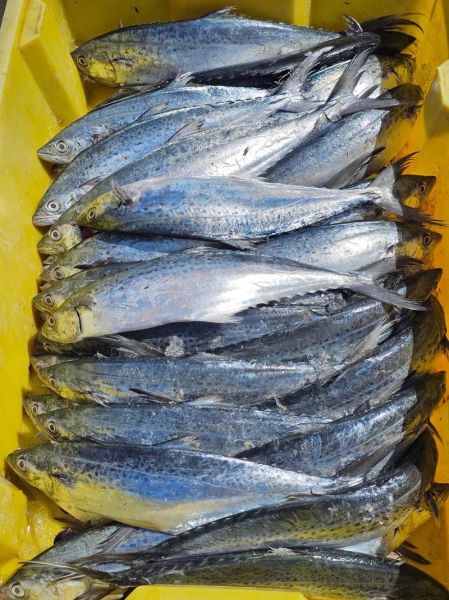 蓝点马鲛鱼多少钱一斤_蓝点马鲛鱼价格行情-第2张图片-山城妙识 蓝点马鲛鱼多少钱一斤_蓝点马鲛鱼价格行情-第2张图片-山城妙识