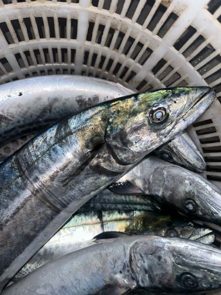 蓝点马鲛鱼多少钱一斤_蓝点马鲛鱼价格行情-第3张图片-山城妙识 蓝点马鲛鱼多少钱一斤_蓝点马鲛鱼价格行情-第3张图片-山城妙识