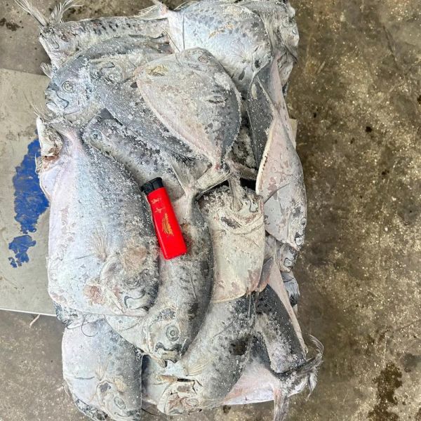 刀鲳鱼多少钱一斤_刀鲳鱼价格行情-第3张图片-山城妙识 刀鲳鱼多少钱一斤_刀鲳鱼价格行情-第3张图片-山城妙识