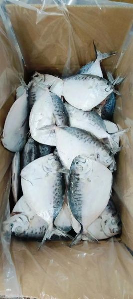 刀鲳鱼多少钱一斤_刀鲳鱼价格行情-第1张图片-山城妙识 刀鲳鱼多少钱一斤_刀鲳鱼价格行情-第1张图片-山城妙识