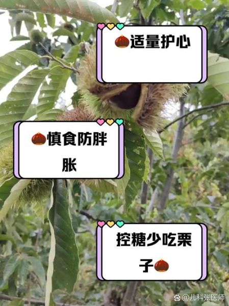 女人吃板栗有什么好处_女人吃板栗能减肥吗-第3张图片-山城妙识 女人吃板栗有什么好处_女人吃板栗能减肥吗-第3张图片-山城妙识