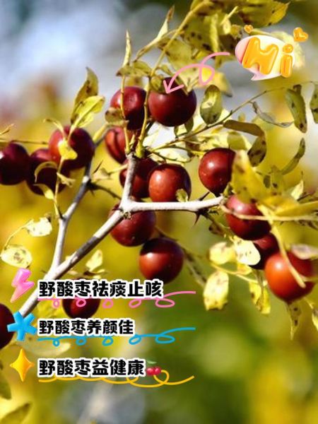 酸枣的功效与作用_酸枣的害处有哪些-第1张图片-山城妙识 酸枣的功效与作用_酸枣的害处有哪些-第1张图片-山城妙识