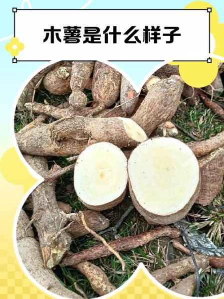 木薯长什么样子_木薯和红薯区别-第1张图片-山城妙识 木薯长什么样子_木薯和红薯区别-第1张图片-山城妙识