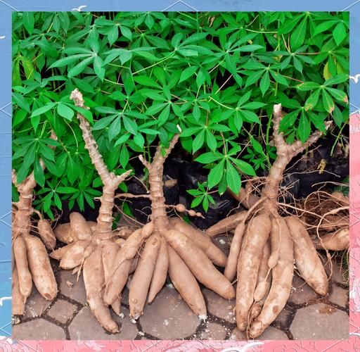 木薯长什么样子_木薯和红薯区别-第3张图片-山城妙识 木薯长什么样子_木薯和红薯区别-第3张图片-山城妙识