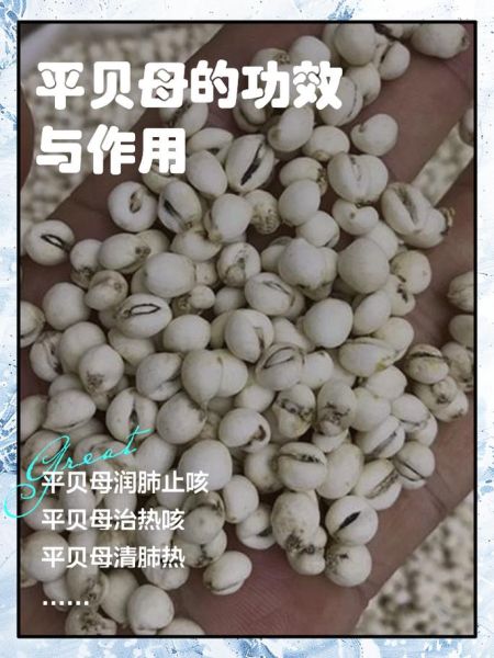 贝母的功效与作用_贝母的禁忌有哪些-第3张图片-山城妙识 贝母的功效与作用_贝母的禁忌有哪些-第3张图片-山城妙识