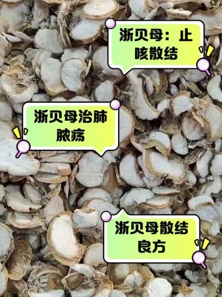 贝母的功效与作用_贝母的禁忌有哪些-第2张图片-山城妙识 贝母的功效与作用_贝母的禁忌有哪些-第2张图片-山城妙识