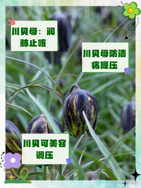 贝母的功效与作用_贝母的禁忌有哪些-第1张图片-山城妙识 贝母的功效与作用_贝母的禁忌有哪些-第1张图片-山城妙识