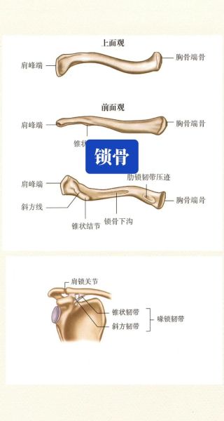 叉骨是什么_叉骨和锁骨区别-第1张图片-山城妙识 叉骨是什么_叉骨和锁骨区别-第1张图片-山城妙识