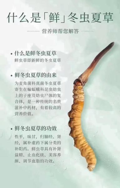 冬虫夏草有什么作用_冬虫夏草适合什么人吃-第2张图片-山城妙识 冬虫夏草有什么作用_冬虫夏草适合什么人吃-第2张图片-山城妙识