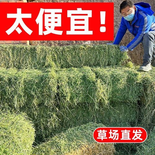 苜蓿干草价格多少钱一吨_苜蓿干草怎么喂牛最好-第2张图片-山城妙识