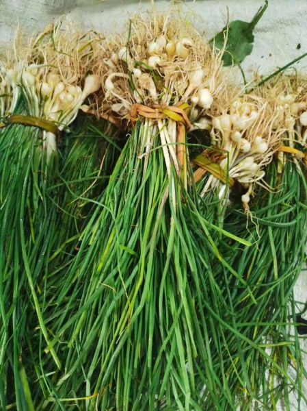山葱图片长什么样_山葱和野葱区别在哪-第1张图片-山城妙识 山葱图片长什么样_山葱和野葱区别在哪-第1张图片-山城妙识