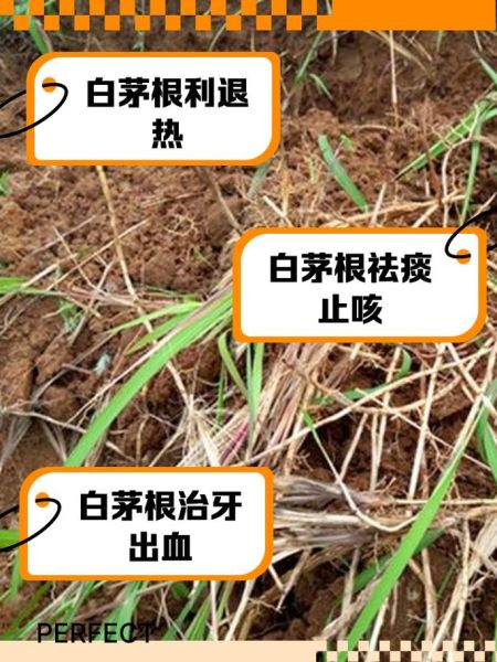 白茅根的功效与作用_白茅根的副作用有哪些-第2张图片-山城妙识 白茅根的功效与作用_白茅根的副作用有哪些-第2张图片-山城妙识