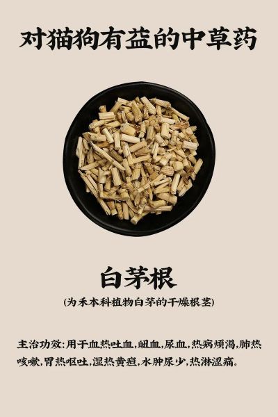 白茅根的功效与作用_白茅根的副作用有哪些-第3张图片-山城妙识 白茅根的功效与作用_白茅根的副作用有哪些-第3张图片-山城妙识