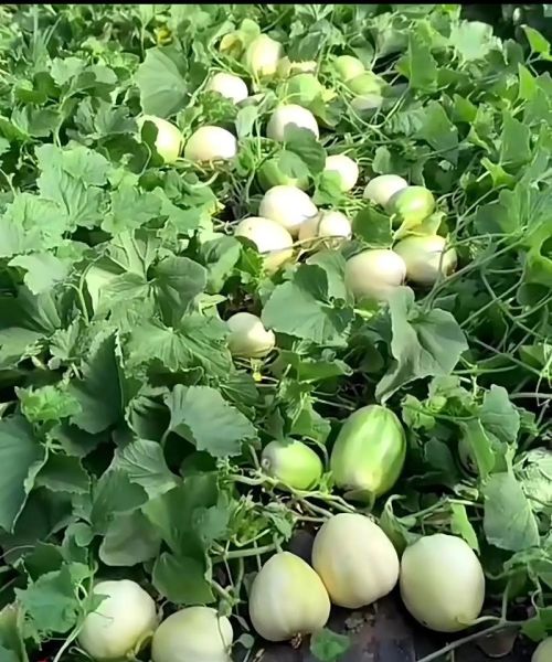 白香瓜吃了会上火吗_白香瓜的功效与作用-第2张图片-山城妙识 白香瓜吃了会上火吗_白香瓜的功效与作用-第2张图片-山城妙识