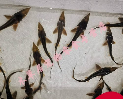 养殖鲟鱼多少钱一斤_鲟鱼养殖成本利润-第2张图片-山城妙识 养殖鲟鱼多少钱一斤_鲟鱼养殖成本利润-第2张图片-山城妙识