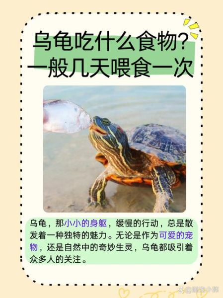 乌龟怎么养_乌龟吃什么食物-第2张图片-山城妙识 乌龟怎么养_乌龟吃什么食物-第2张图片-山城妙识