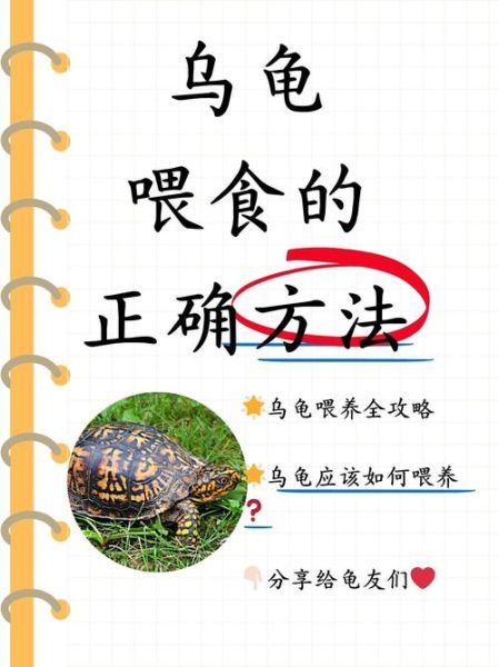 乌龟怎么养_乌龟吃什么食物-第1张图片-山城妙识 乌龟怎么养_乌龟吃什么食物-第1张图片-山城妙识