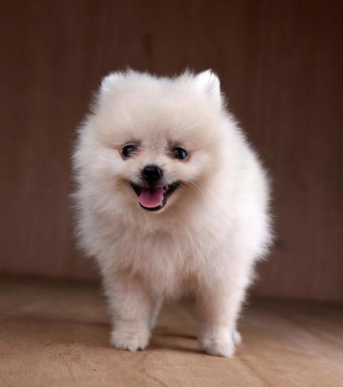 茶杯犬能活多久_茶杯犬多少钱一只-第2张图片-山城妙识 茶杯犬能活多久_茶杯犬多少钱一只-第2张图片-山城妙识