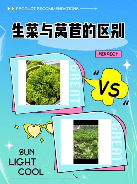莴苣和生菜一样吗_莴苣与生菜的区别-第1张图片-山城妙识 莴苣和生菜一样吗_莴苣与生菜的区别-第1张图片-山城妙识