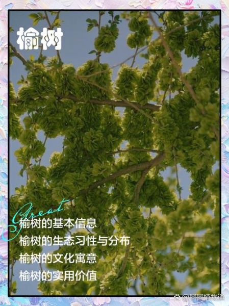 榆树寓意是什么_榆树象征什么-第1张图片-山城妙识 榆树寓意是什么_榆树象征什么-第1张图片-山城妙识