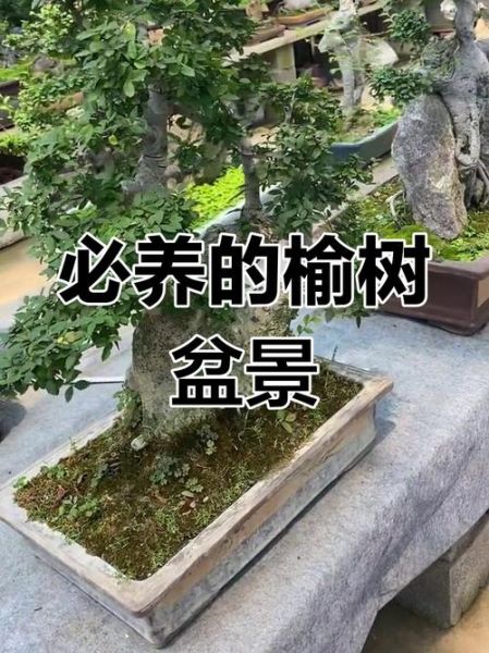 榆树寓意是什么_榆树象征什么-第3张图片-山城妙识 榆树寓意是什么_榆树象征什么-第3张图片-山城妙识