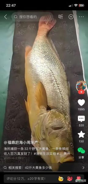 大黄鱼最大多少斤_野生大黄鱼重量记录-第1张图片-山城妙识 大黄鱼最大多少斤_野生大黄鱼重量记录-第1张图片-山城妙识