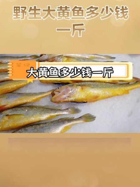 大黄鱼最大多少斤_野生大黄鱼重量记录-第3张图片-山城妙识 大黄鱼最大多少斤_野生大黄鱼重量记录-第3张图片-山城妙识