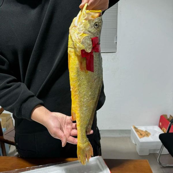 大黄鱼最大多少斤_野生大黄鱼重量记录-第2张图片-山城妙识 大黄鱼最大多少斤_野生大黄鱼重量记录-第2张图片-山城妙识