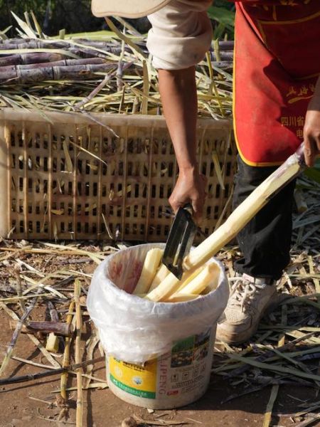 砍甘蔗的正确姿势_甘蔗怎么砍才省力-第1张图片-山城妙识