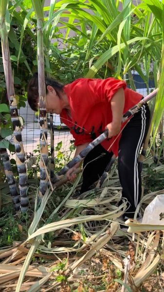 砍甘蔗的正确姿势_甘蔗怎么砍才省力-第2张图片-山城妙识