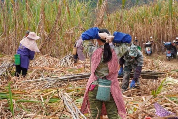 砍甘蔗的正确姿势_甘蔗怎么砍才省力-第3张图片-山城妙识