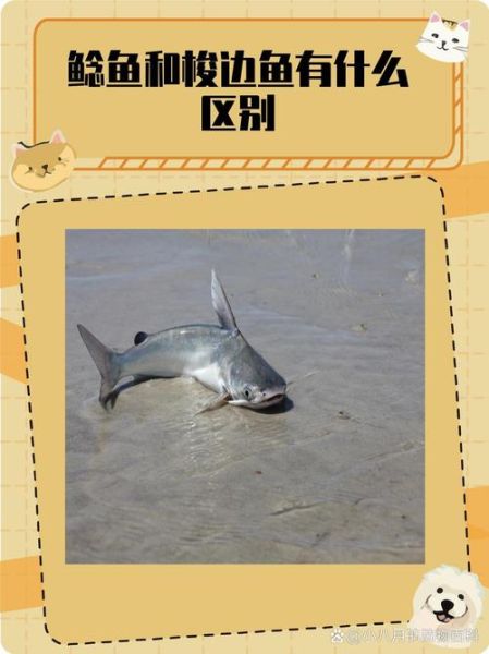 梭边鱼与鲶鱼图片区别_如何一眼分辨两种鱼-第1张图片-山城妙识 梭边鱼与鲶鱼图片区别_如何一眼分辨两种鱼-第1张图片-山城妙识