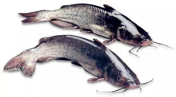 梭边鱼与鲶鱼图片区别_如何一眼分辨两种鱼-第2张图片-山城妙识 梭边鱼与鲶鱼图片区别_如何一眼分辨两种鱼-第2张图片-山城妙识