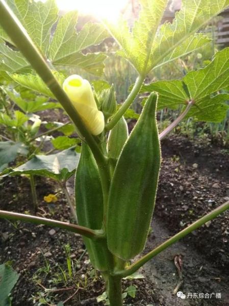 秋葵视频免费下载软件安卓版_如何安全安装-第3张图片-山城妙识