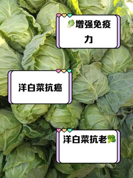 洋白菜图片大全_洋白菜怎么挑选-第1张图片-山城妙识
