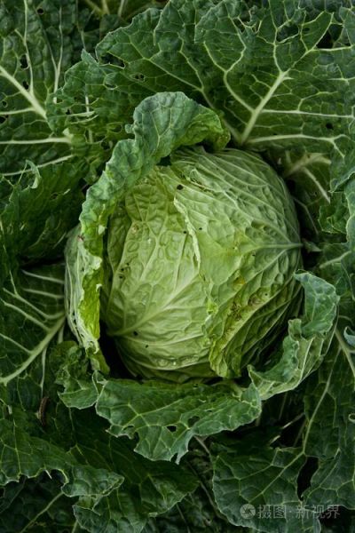 洋白菜图片大全_洋白菜怎么挑选-第2张图片-山城妙识