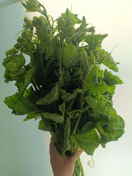 南瓜苗的功效与禁忌_孕妇能吃吗-第2张图片-山城妙识 南瓜苗的功效与禁忌_孕妇能吃吗-第2张图片-山城妙识