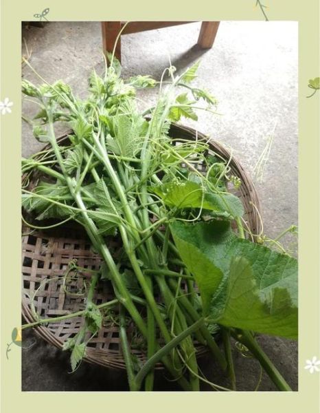 南瓜苗的功效与禁忌_孕妇能吃吗-第3张图片-山城妙识 南瓜苗的功效与禁忌_孕妇能吃吗-第3张图片-山城妙识