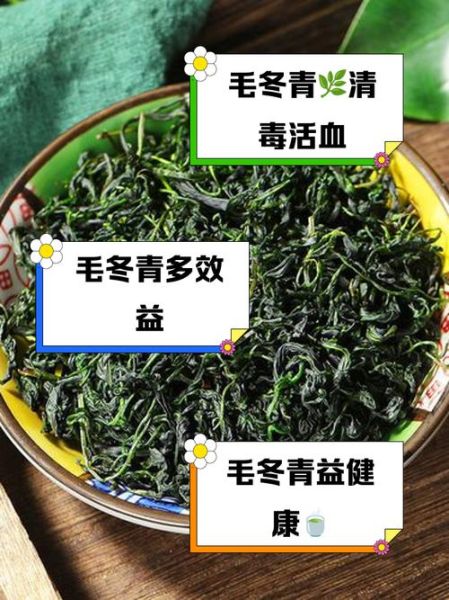 毛冬青的功效与作用及副作用_毛冬青能长期喝吗-第1张图片-山城妙识 毛冬青的功效与作用及副作用_毛冬青能长期喝吗-第1张图片-山城妙识