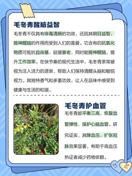 毛冬青的功效与作用及副作用_毛冬青能长期喝吗-第2张图片-山城妙识 毛冬青的功效与作用及副作用_毛冬青能长期喝吗-第2张图片-山城妙识