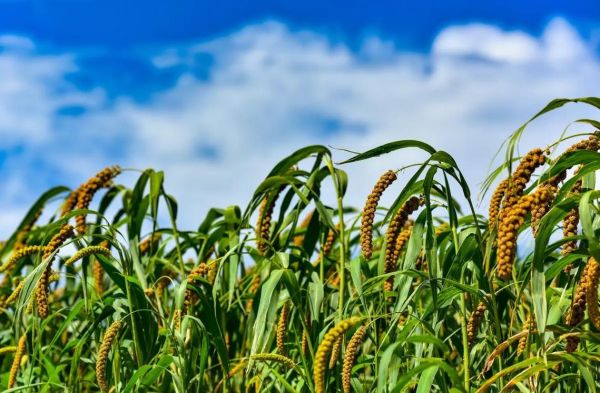 粟米壳怎么煮才好吃_粟米壳的营养价值-第2张图片-山城妙识 粟米壳怎么煮才好吃_粟米壳的营养价值-第2张图片-山城妙识