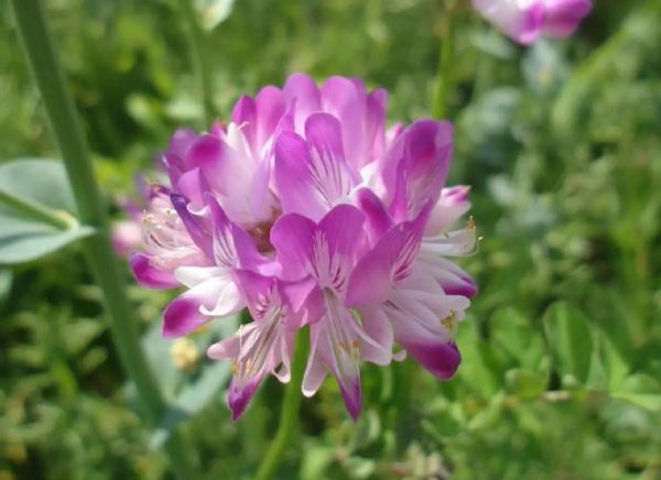 紫云英的功效与作用_紫云英怎么吃效果最好-第1张图片-山城妙识 紫云英的功效与作用_紫云英怎么吃效果最好-第1张图片-山城妙识