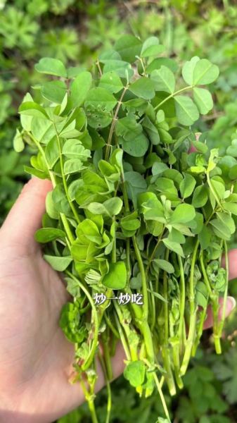 紫云英的功效与作用_紫云英怎么吃效果最好-第3张图片-山城妙识 紫云英的功效与作用_紫云英怎么吃效果最好-第3张图片-山城妙识