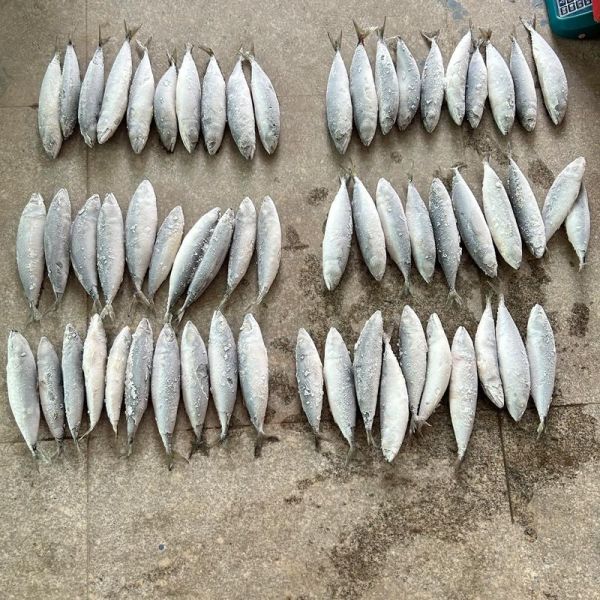 鳀鱼在中国叫什么鱼_鳀鱼常见别称有哪些-第2张图片-山城妙识 鳀鱼在中国叫什么鱼_鳀鱼常见别称有哪些-第2张图片-山城妙识