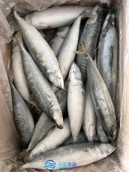 鳀鱼在中国叫什么鱼_鳀鱼常见别称有哪些-第3张图片-山城妙识 鳀鱼在中国叫什么鱼_鳀鱼常见别称有哪些-第3张图片-山城妙识