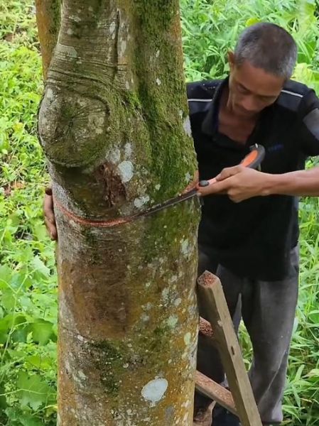 桂皮树剥皮后会死吗_桂皮树剥皮后多久能恢复-第1张图片-山城妙识