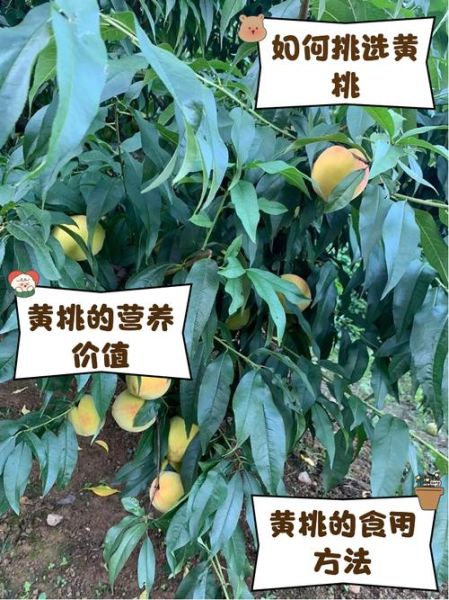 黄桃图库怎么找不到了_黄桃图库最新地址在哪-第2张图片-山城妙识 黄桃图库怎么找不到了_黄桃图库最新地址在哪-第2张图片-山城妙识